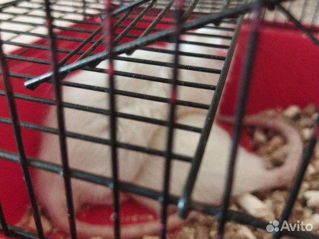 Крыса альбинос с клеткой