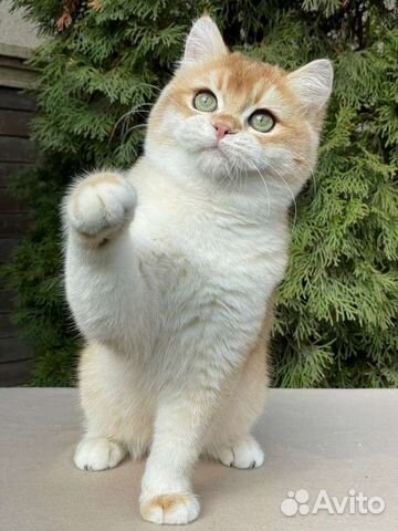 Золотая шиншилла ну 12