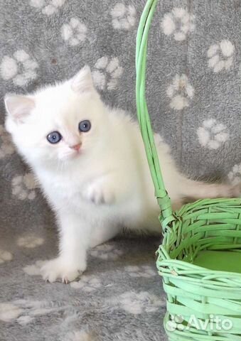 Британская кошечка