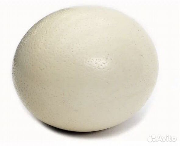 Страусиное яйцо