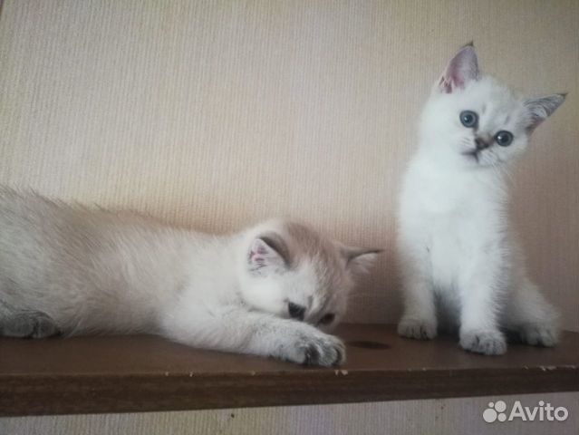 Кошки шотландцы