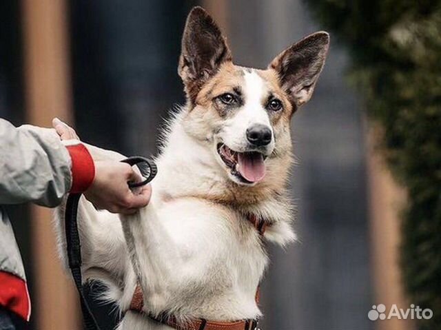 Тунис из Приюта Останкино Ищет Дом