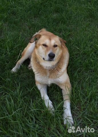 Собака в добрые руки бесплатно