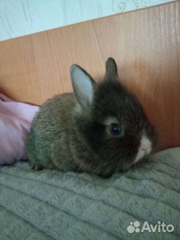 Декоративные кролики в добрые руки