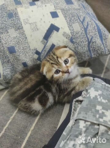 Шотландская