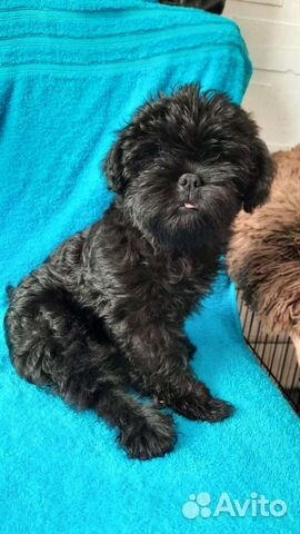 Аффенпинчер щенок