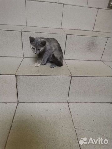Кошка