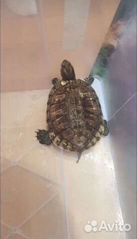 Красноухая черепаха бесплатно с аквариумом