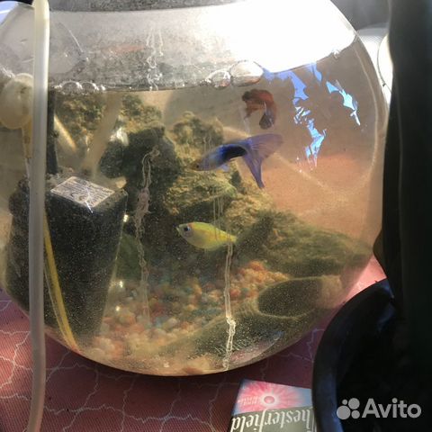 Рыбками 6 шт и два сомика