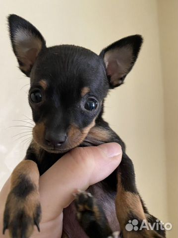 Продаю щенка русский той-терьер девочка