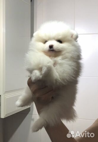 Очаровательная Плюша