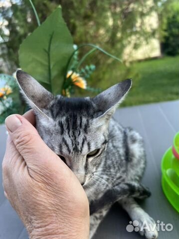 Саванна жемчуг SBT