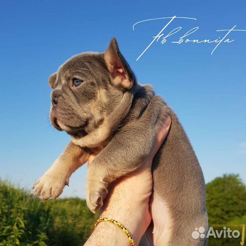 Щенок Французского Бульдога Лилак Тан