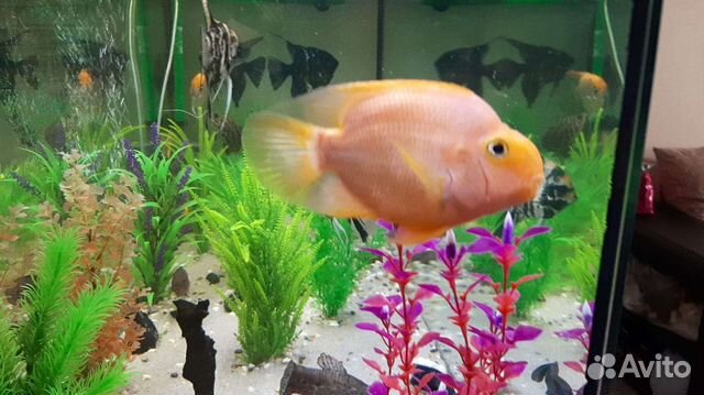 Рыбка Попугай
