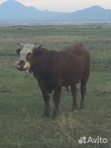 Герефорд быки