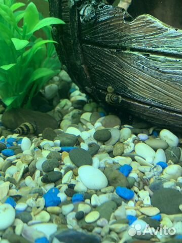 Хищные улитки Хелена