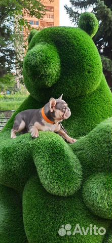 Французский бульдог голубого окраса