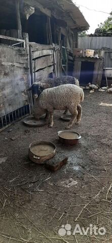 Овцы бараны