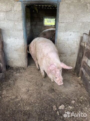 Свиньи на мясо