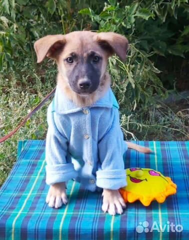 Щенок в добрые руки бесплатно