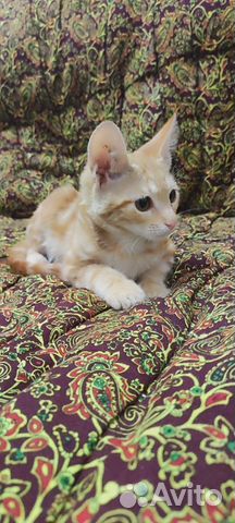 Рыжий котёнок в добрые руки