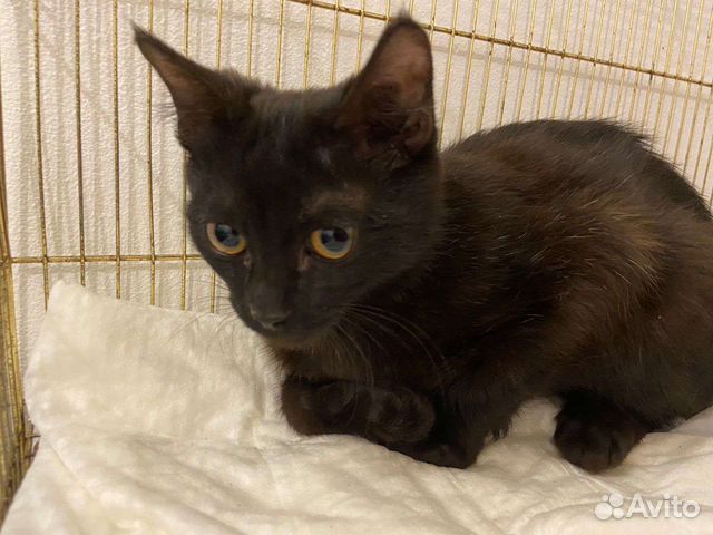 Котенок мальчик 5 мес