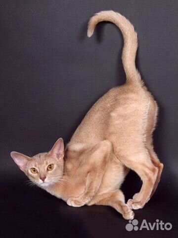 Абиссинский кот в добрые руки