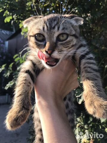 Отдам вислоухих котят в добрые руки