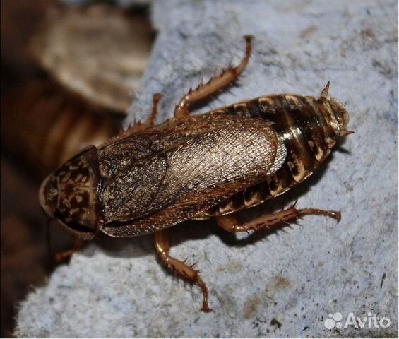 Мраморный таракан (Nauphoeta cinerea)