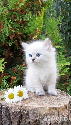 Невские маскарадные пушистые котятки