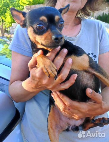 Ищет лучший дом маленькая собачка Тая