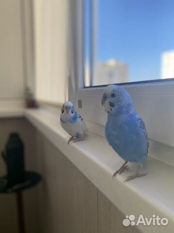 Волнистый попугай