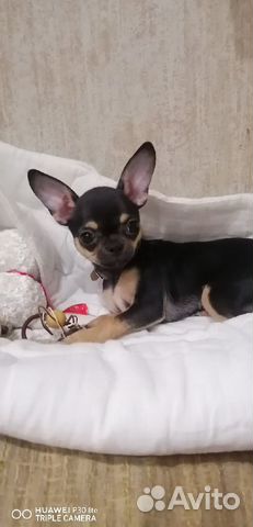 Отдам в хорошие руки