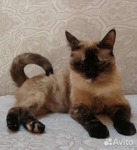 Сиамская кошка