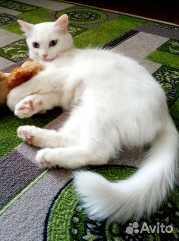 Турецкая ангора Лукерья Луша