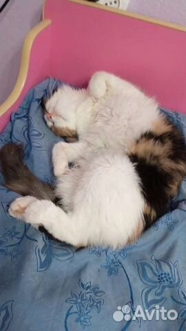 Кошка, котенок Оливия