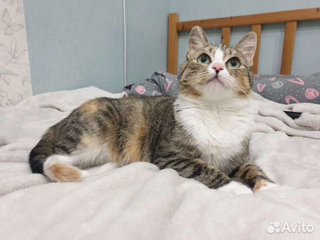 Кошка Печенька