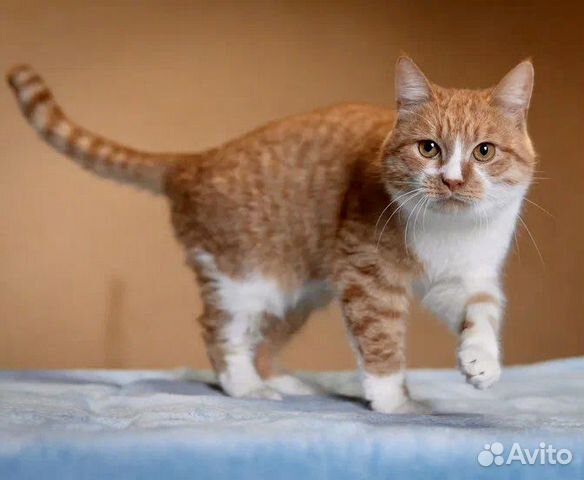 Рыжий кот на счастье, ищем дом