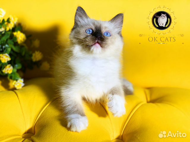 Гиперласковая малышка рэгдолл с документами