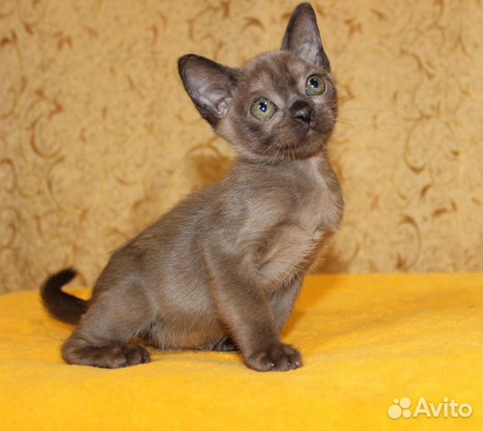 Бурманская куколка