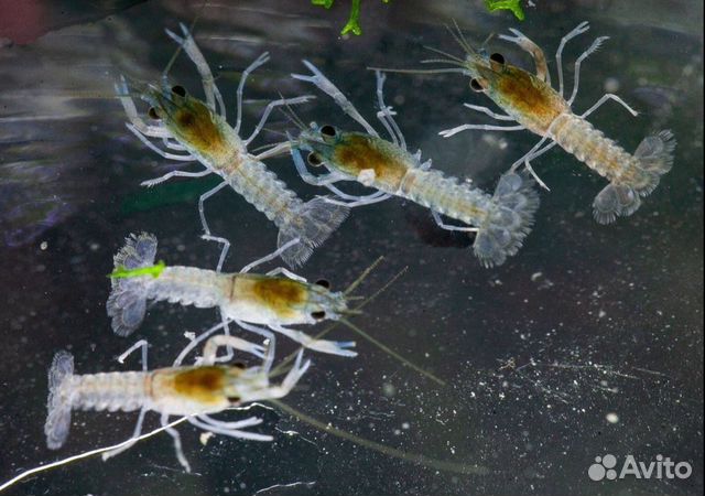 Мальки аккр