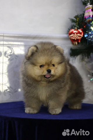 Померанский шпиц мальчик Рич