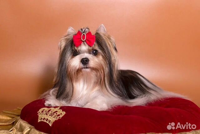 Бивер йоркирский терьер девочка для выставок