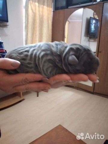 Щенки неаполитанский мастиф