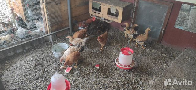 Продаются курочки молодки