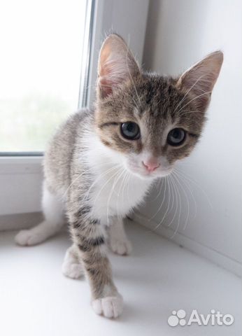 Офигенный маленький тигра ищет дом