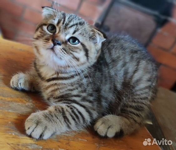 Шотландский котенок