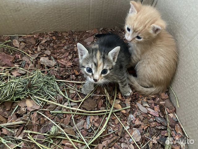 Котёнок-девочка