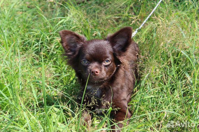 Очень перспективный мальчик чихуахуа