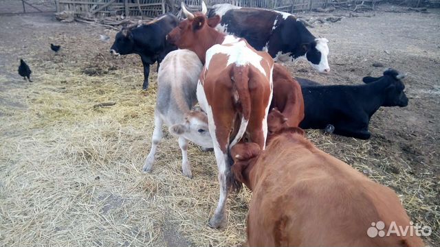 Айширская корова